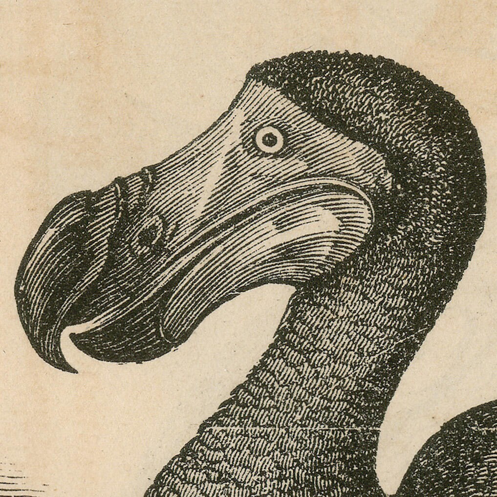 Dodo, Bird, Wall Hanging, Banner, Chart, Home Decor, Natural History ...