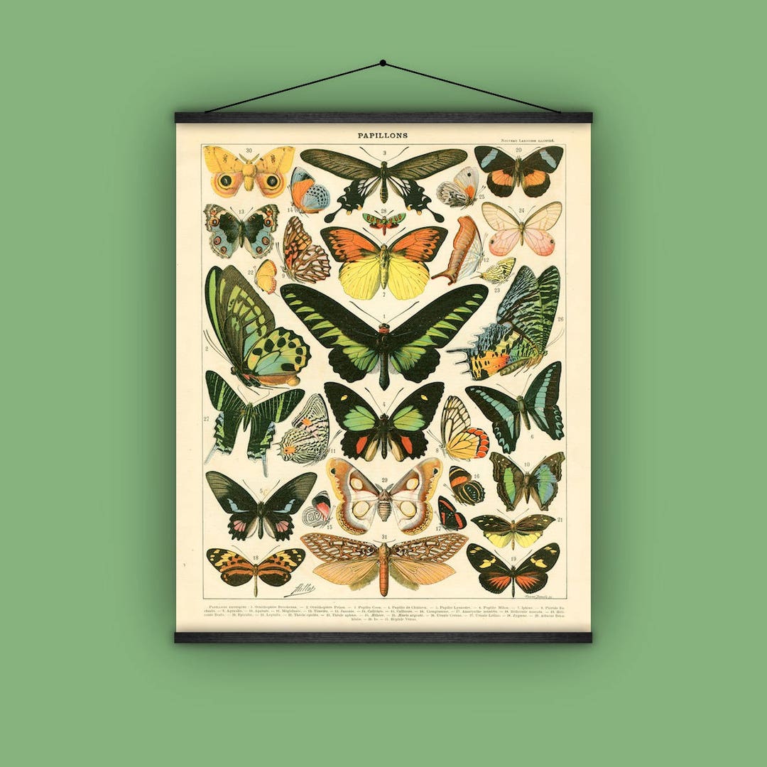 Butterflies, Papillons, Insects, Bugs, Wall Hangings, Banners, Vintage ...