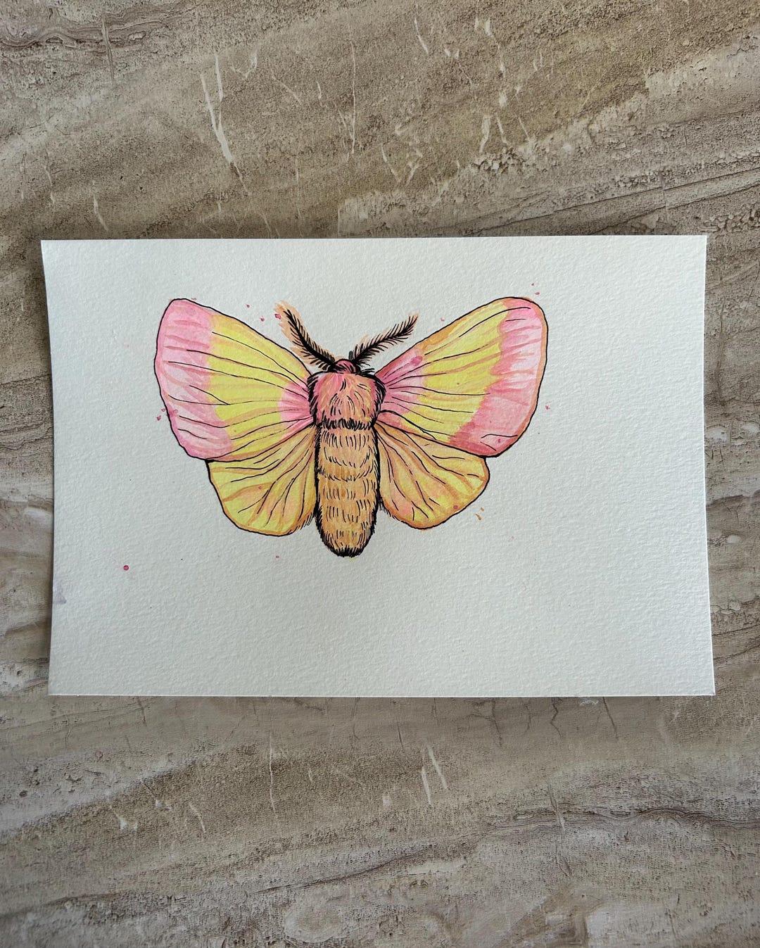 Rosy Maple Moth ORIGINAL Watercolor Illustration - Etsy