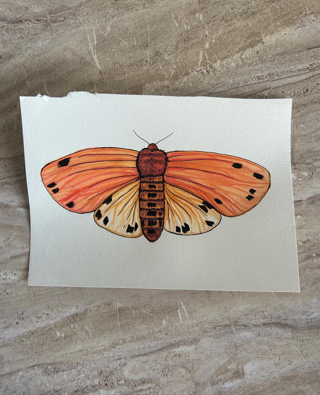 Isabella Tiger Moth ORIGINAL Watercolor Illustration - Etsy