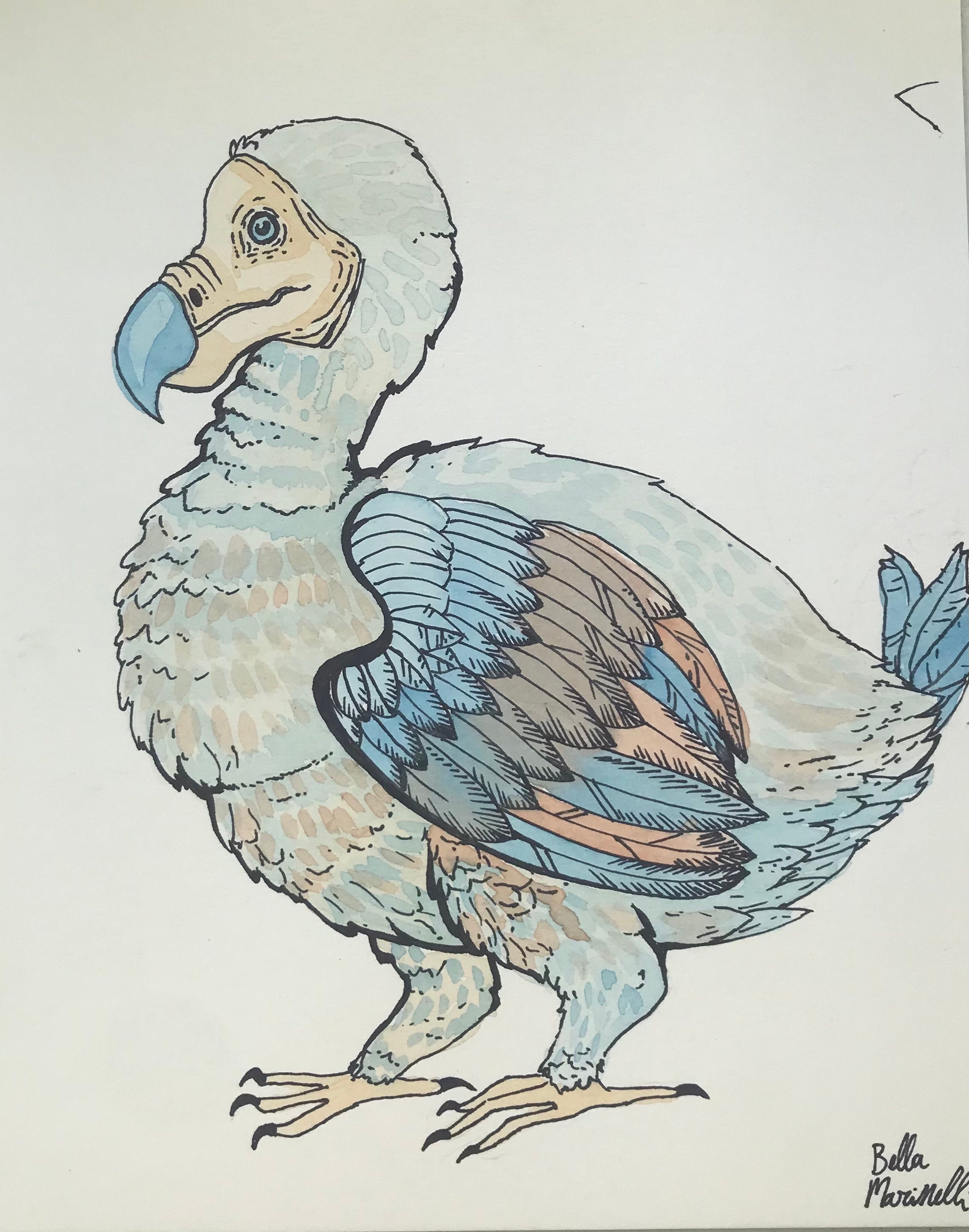 Do Do Bird- ORIGINAL Illustration on Artboard - Etsy