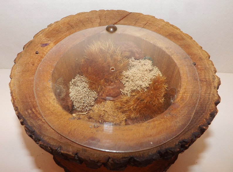 Vintage Log Diorama Box Wooden Miniature Woodland Creature Nature ...