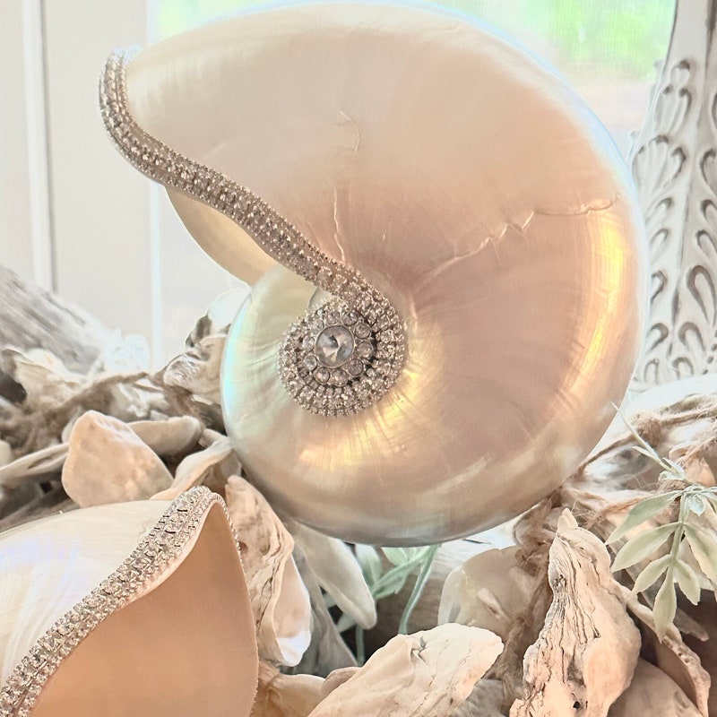 Nautilus Shell - Etsy
