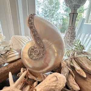 Embellished Polished Nautilus Shell With Rhinestone Crystals - Polished ...