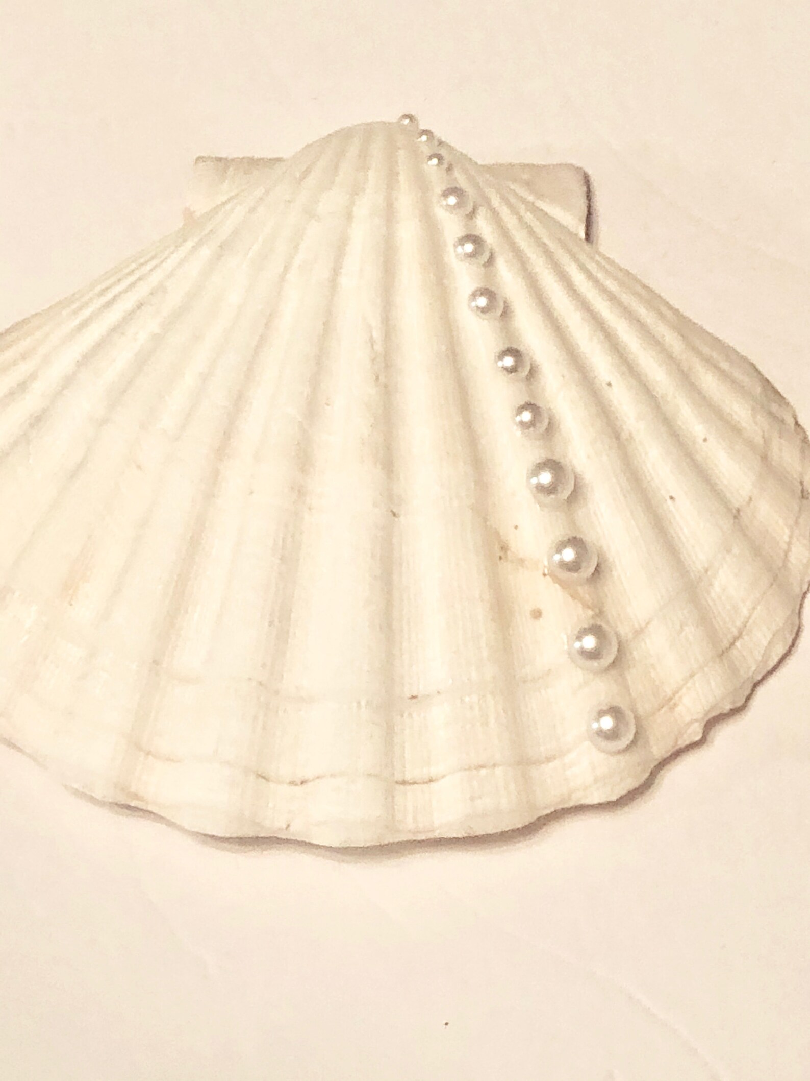 Large 5 5.5 Inch Scallop Shell Embellished With Pearls - Etsy