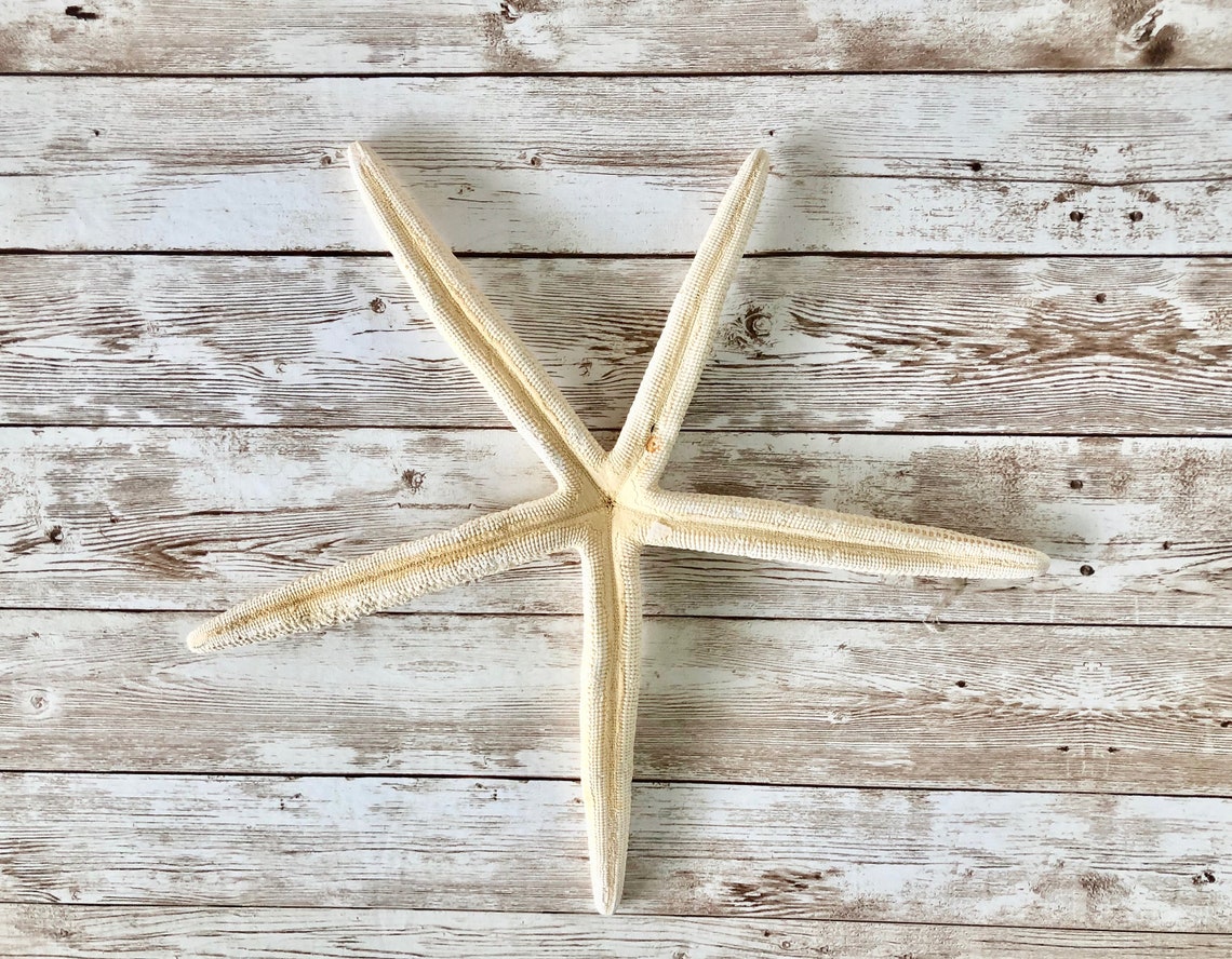 Large White Finger Starfish 8-9 Individual Set of - Etsy
