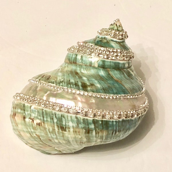 Shell Embellished - Etsy