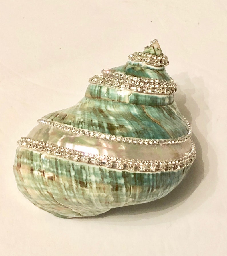 Polished Jade Turbo Shell With Pearl Band Embellished With - Etsy