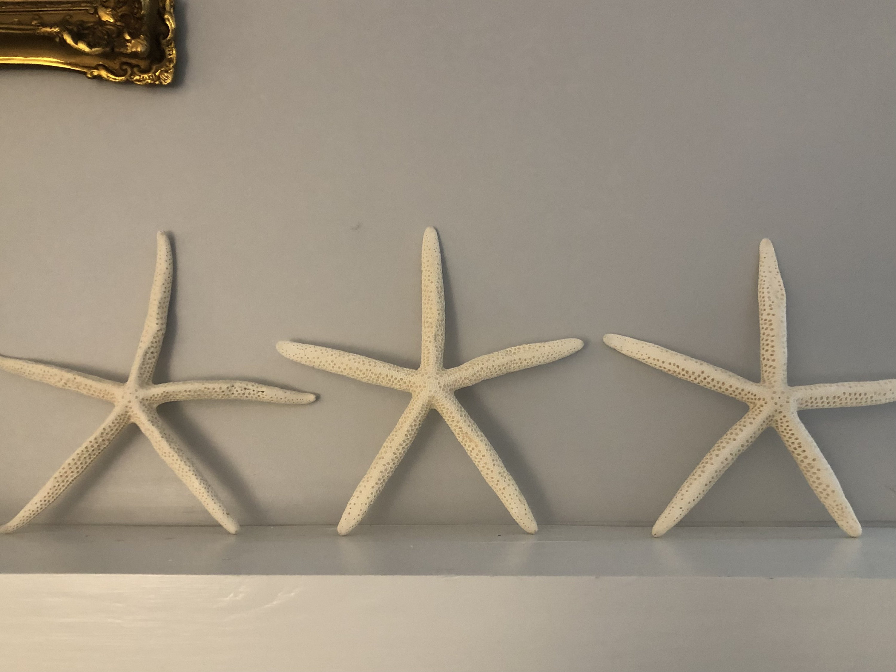 Large White Finger Starfish (8-9") Individual, Set of Three, Set of ...