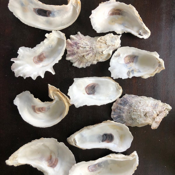 Oyster Shells Bulk - Etsy