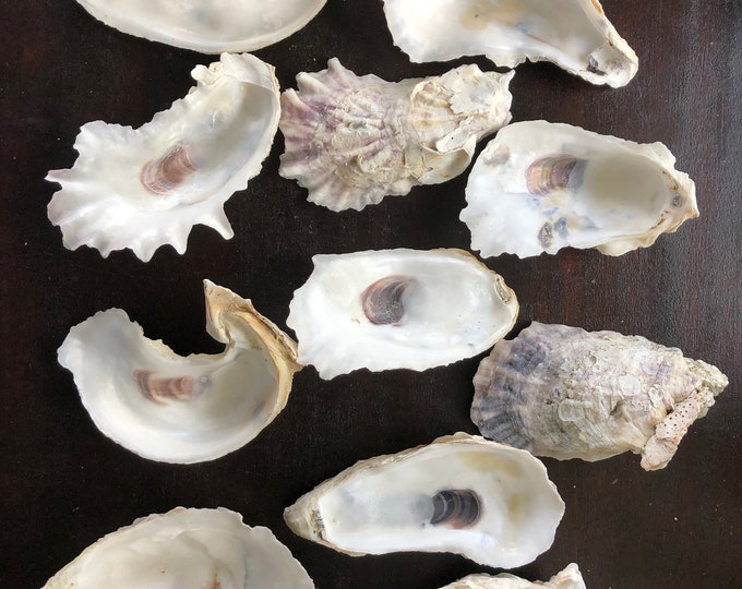 Mini Oyster Shell Chime - Etsy