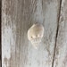 Small White and off White Sea Shells, Snail Shells, Baby Conchs ...