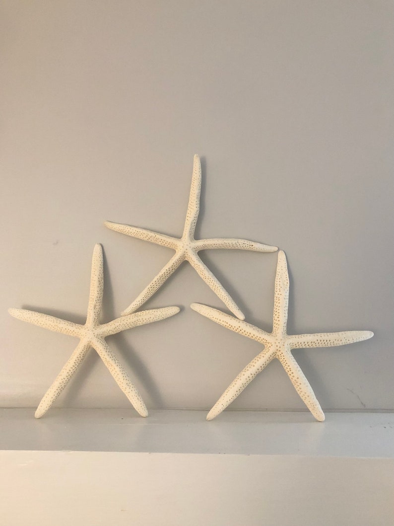 Large White Finger Starfish 8-9 Individual Set of - Etsy