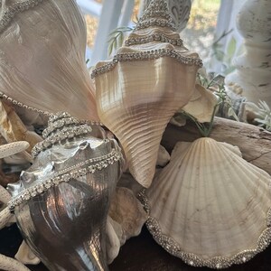 Embellished Shells, Pearl Color Embellished With Rhinestone Crystals 6 ...