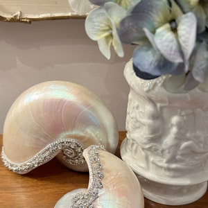 Embellished Polished Nautilus Shell With Rhinestone Crystals - Polished ...