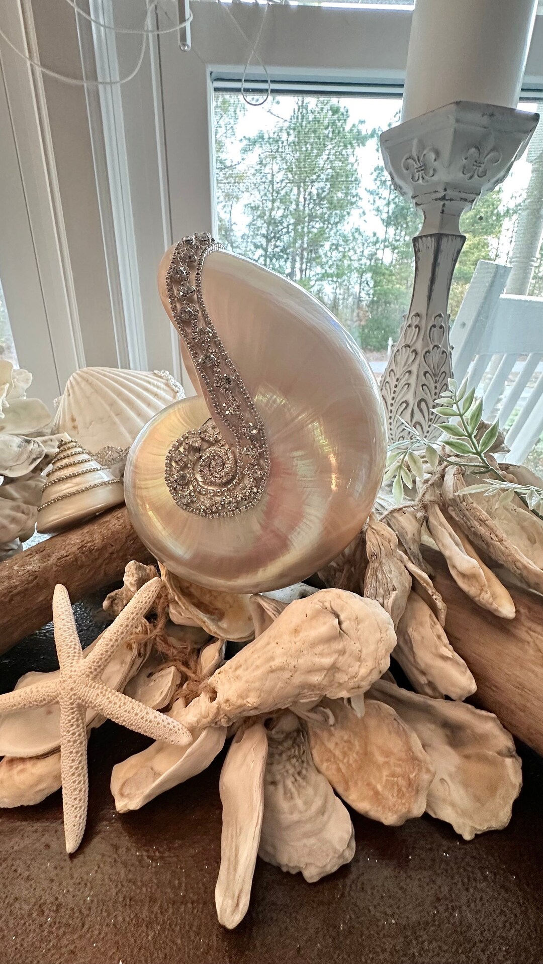 Embellished Polished Nautilus Shell With Rhinestone Crystals - Polished ...