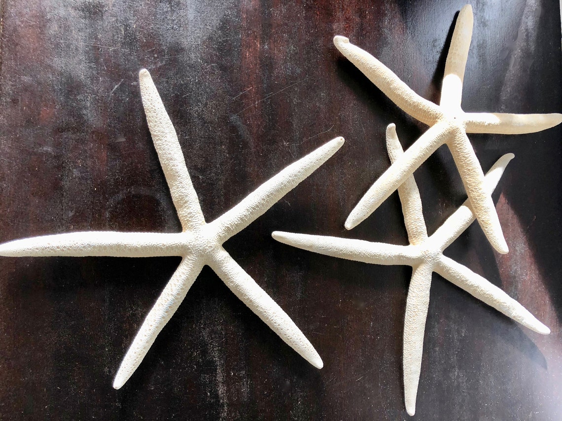 Large White Finger Starfish (8-9") Individual, Set of Three, Set of ...