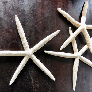 Large White Finger Starfish (8-9") Individual, Set of Three, Set of ...