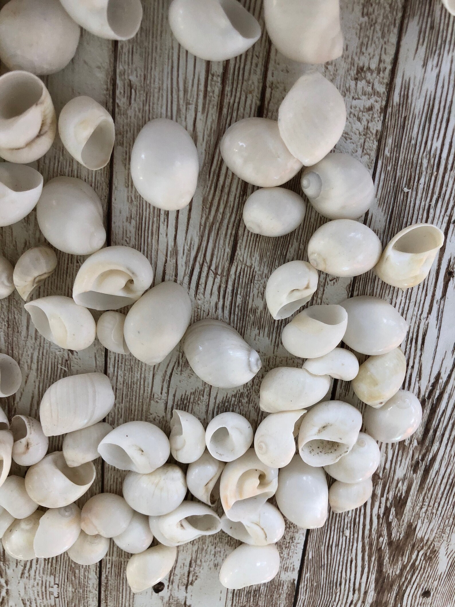 White Nautica Vittalus Shells perfect for Wedding decor craft | Etsy