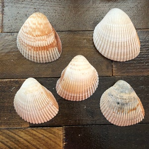 Giant Atlantic Heart Cockle Shells Dinocardium Robustum Cockles Ribbed ...