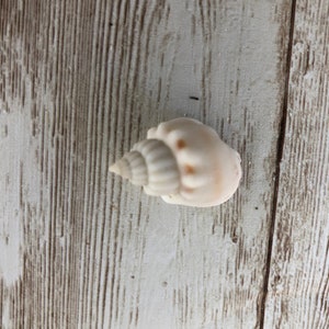 Small White and off White Sea Shells, Snail Shells, Baby Conchs ...