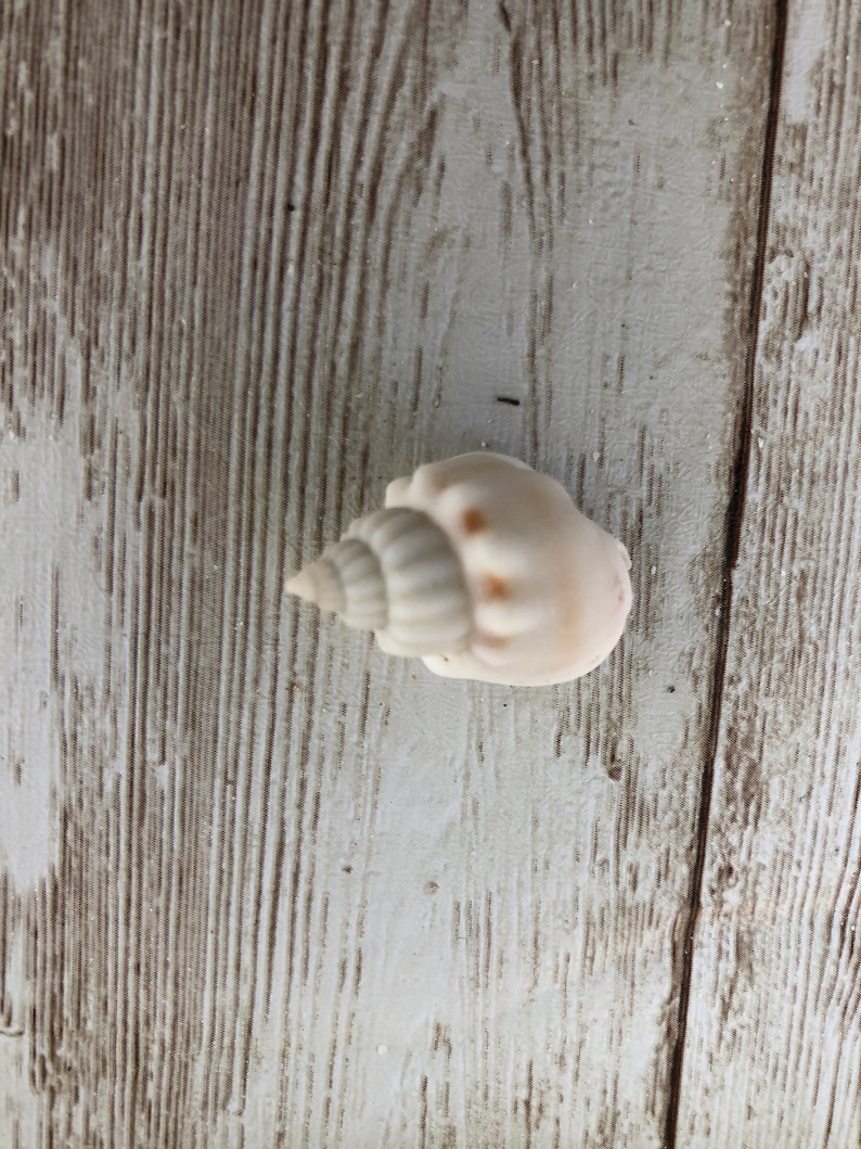 Small White and off White Sea Shells Snail Shells Baby - Etsy