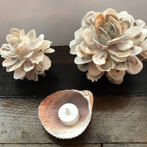 Giant Atlantic Heart Cockle Shells Dinocardium Robustum Cockles Ribbed ...