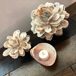 Giant Atlantic Heart Cockle Shells Dinocardium Robustum Cockles Ribbed ...