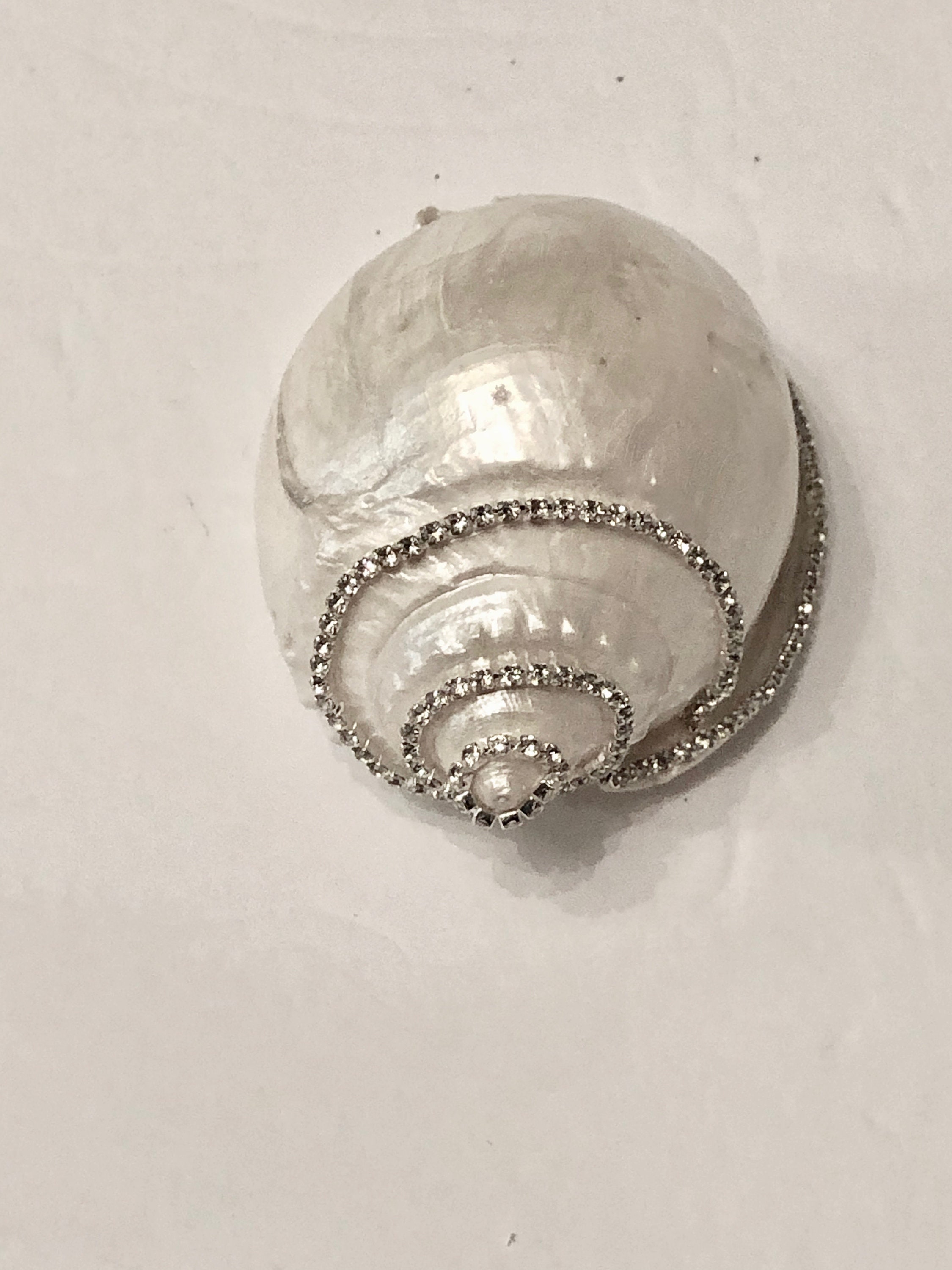 Scotch Bonnet Pearlized Embellished Shell Perfect Coastal Decor or for ...