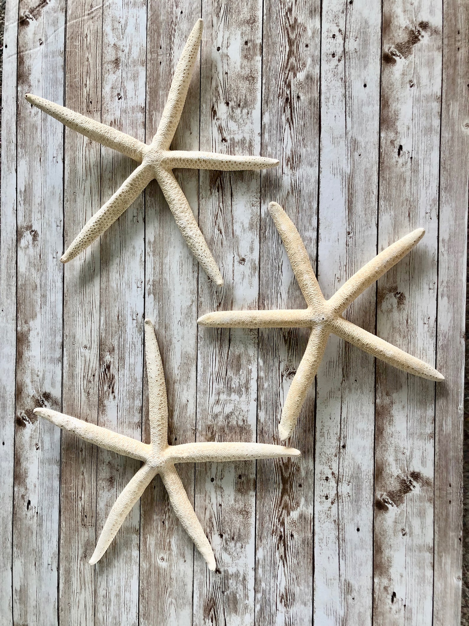 Large White Finger Starfish 8-9 Individual Set of - Etsy