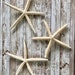 Large White Finger Starfish (8-9") Individual, Set of Three, Set of ...