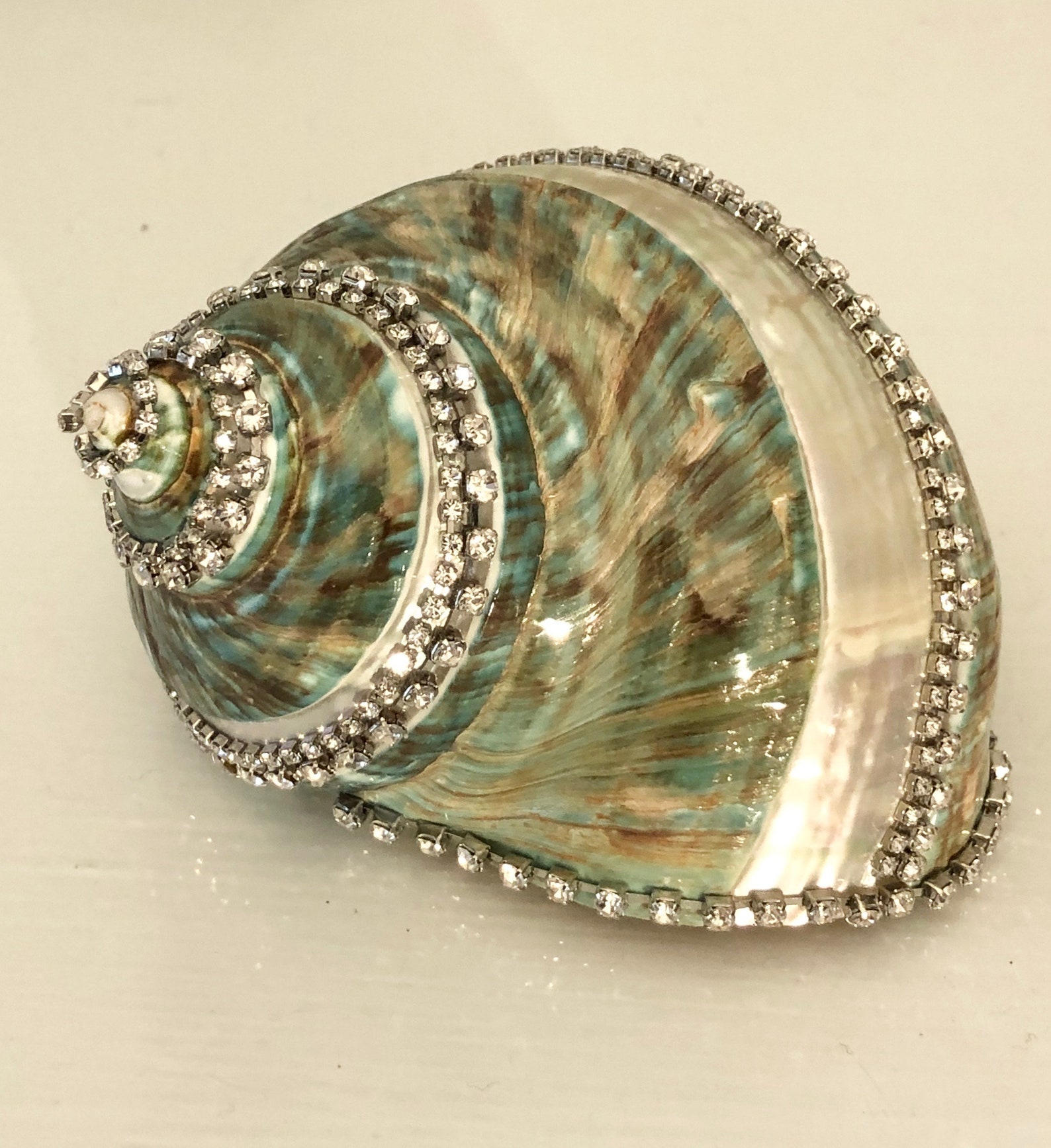 Large Shell Polished Jade Turbo Shell With Pearl Band | Etsy