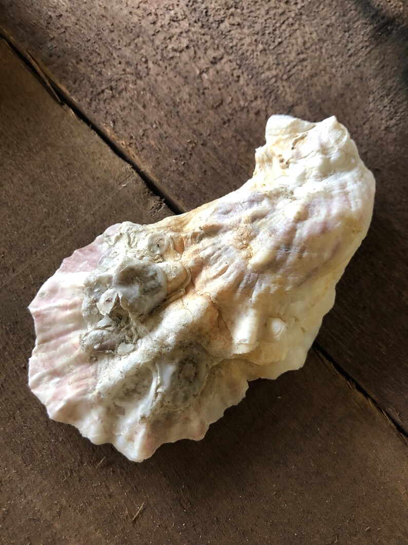 Large Oyster Shell 2.5 to 4.5 inches | Etsy
