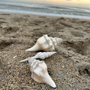 Embellished Shells, Pearl Color Embellished With Rhinestone Crystals 6 ...