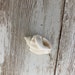 Small White and off White Sea Shells, Snail Shells, Baby Conchs ...