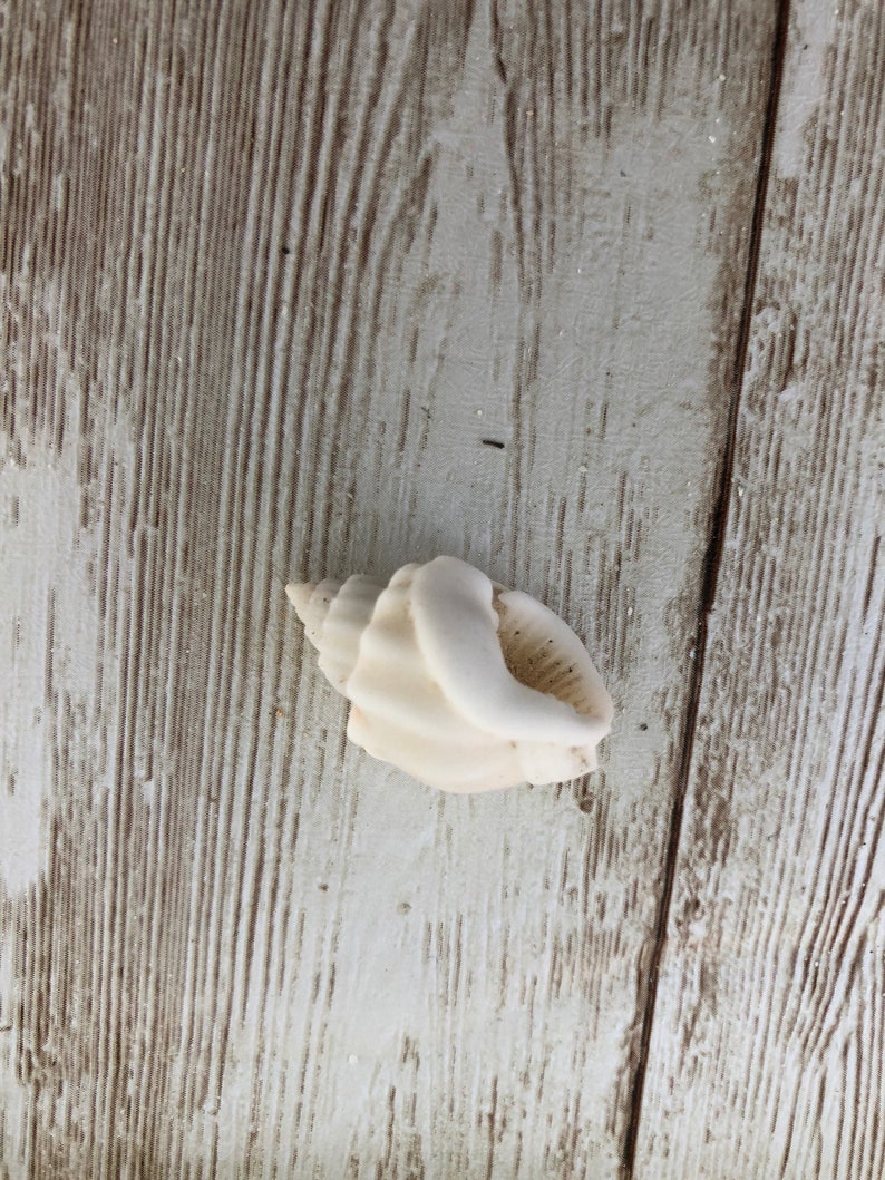 Small white and off white Sea Shells snail shells Baby | Etsy
