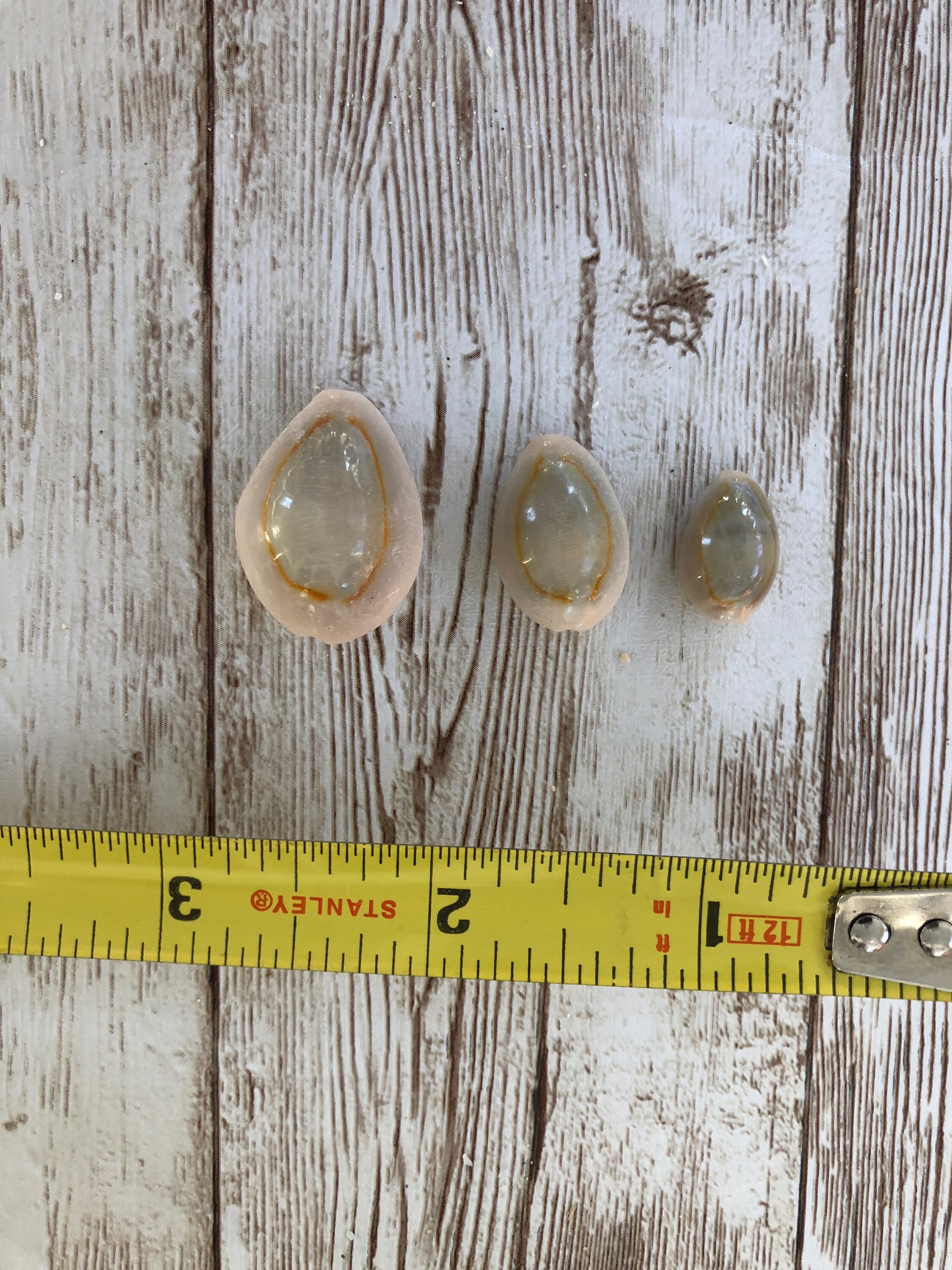 Ring Top Cowrie Shells 25 Jewelry Making Beach Decor Craft | Etsy