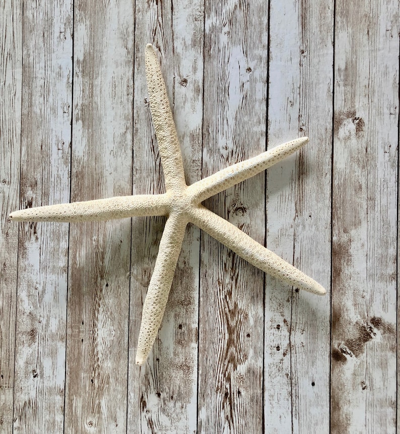 Large White Finger Starfish 8-9 Individual Set of - Etsy