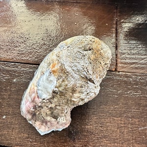 Truly Large Oyster Shell Ring Dish, Trinket Tray, Embellished With a ...