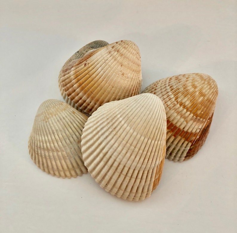 Giant Atlantic Heart Cockle Shells Dinocardium Robustum | Etsy