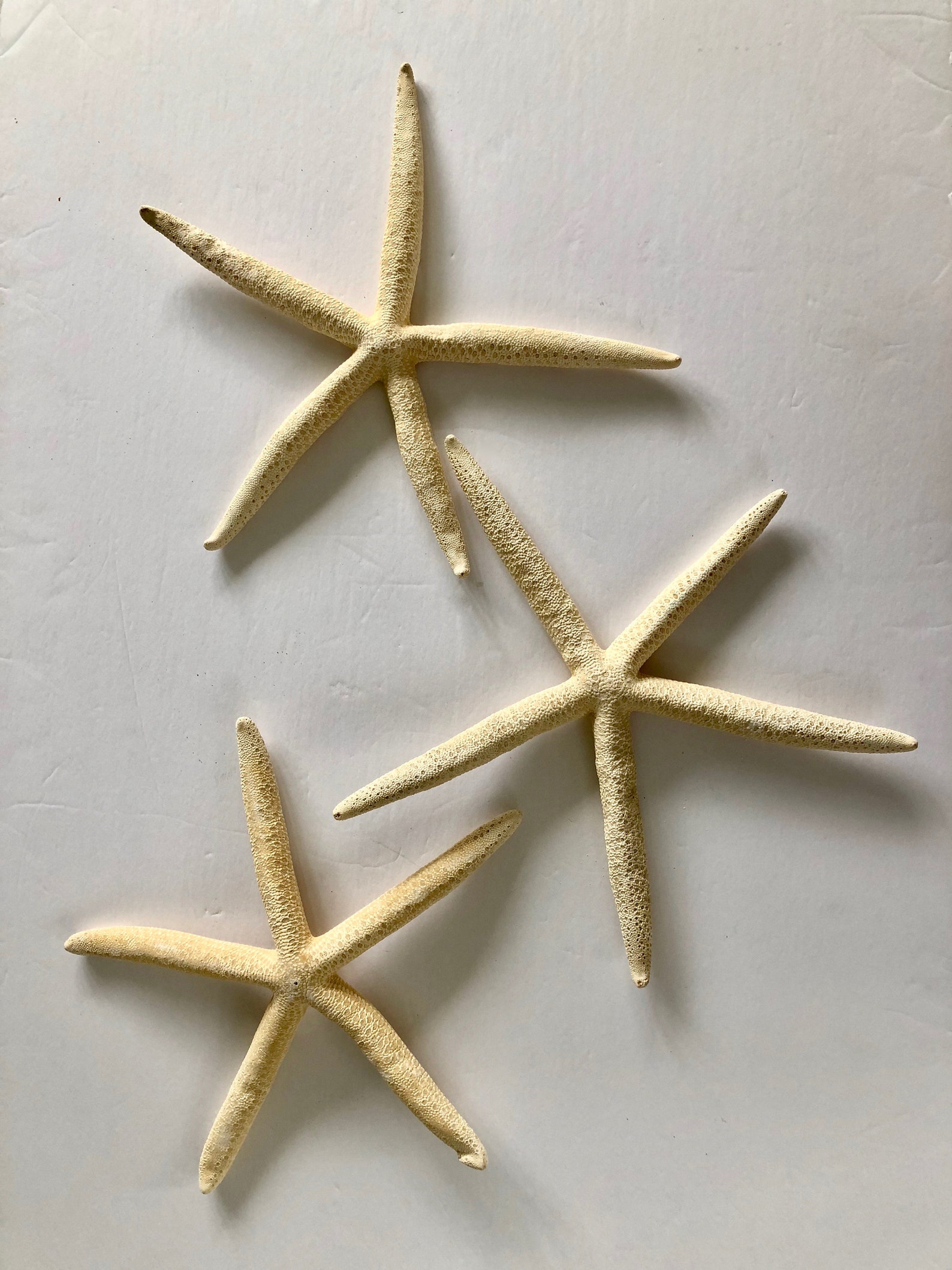 Large White Finger Starfish 8-9 Individual Set of - Etsy