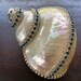 Polished Turbo Shell or Trochus Shell, Embellished With Rhinestone ...