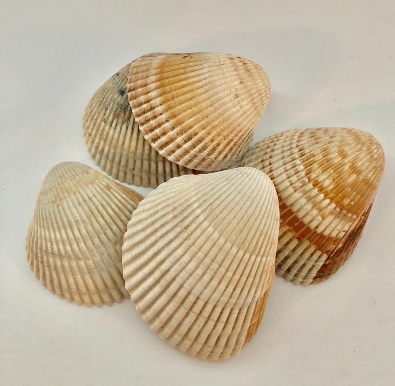 Giant Atlantic Heart Cockle Shells Dinocardium Robustum | Etsy