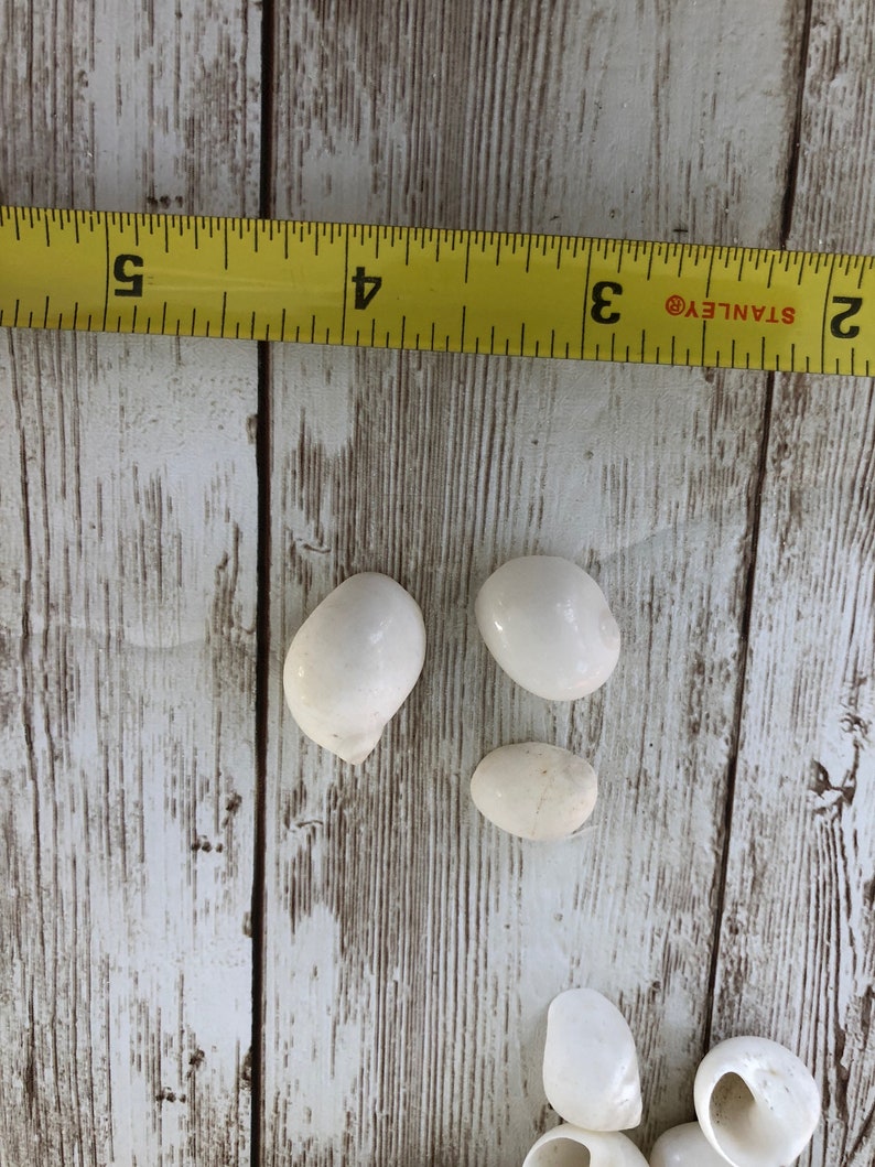 White Nautica Vittalus Shells Perfect for Wedding Decor Craft - Etsy