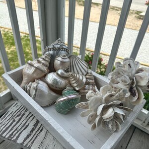 Embellished Shells, Pearl Color Embellished With Rhinestone Crystals 6 ...