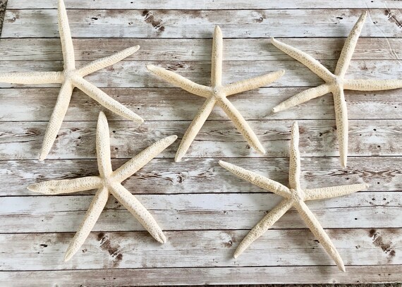 Large White Finger Starfish 8-9 Individual Set of | Etsy