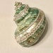 Polished Jade Turbo Shell With Pearl Band Embellished With Crystals ...