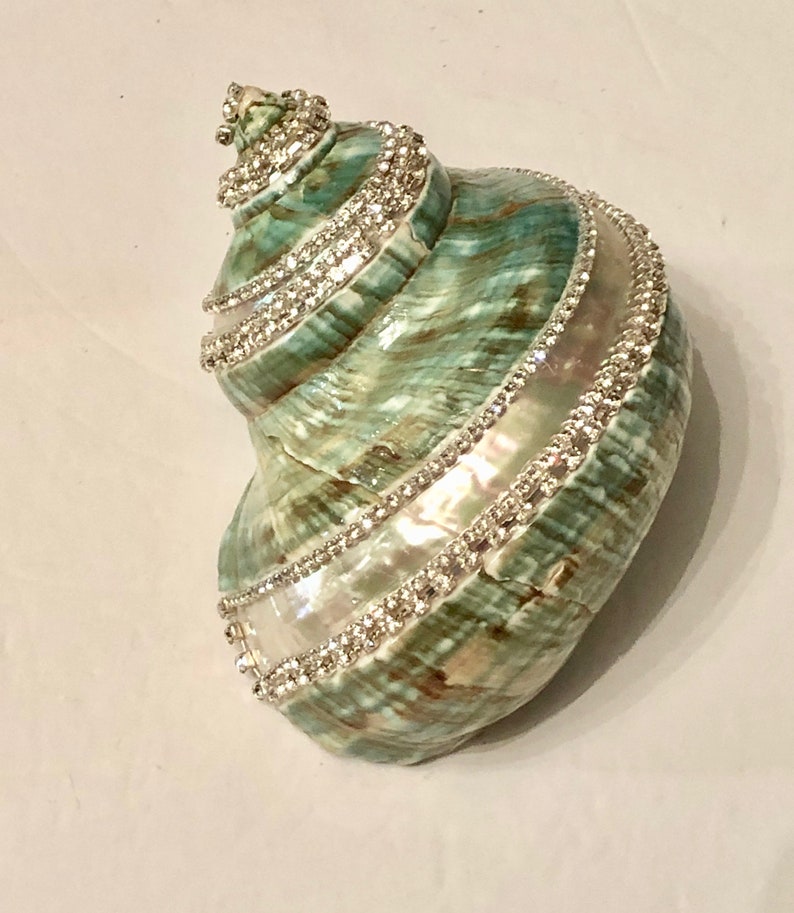 Polished Jade Turbo Shell With Pearl Band Embellished With - Etsy