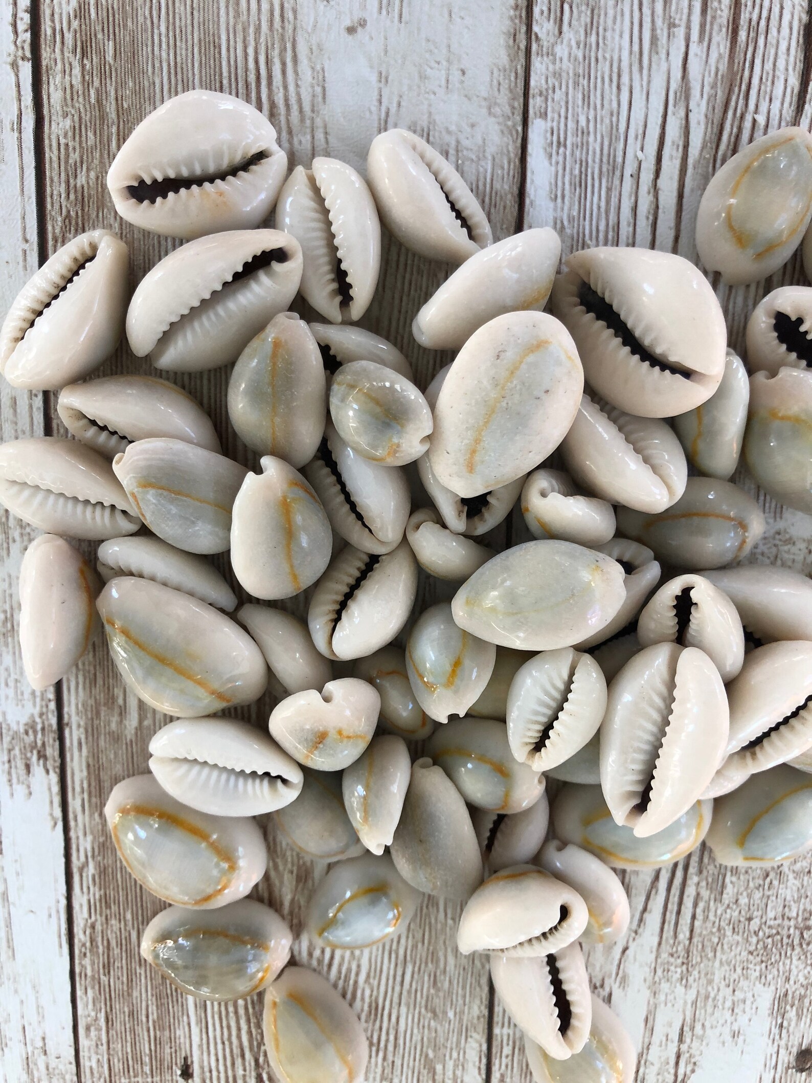 Ring Top Cowrie Shells 25 Jewelry Making, Beach Decor, Craft Supplies ...