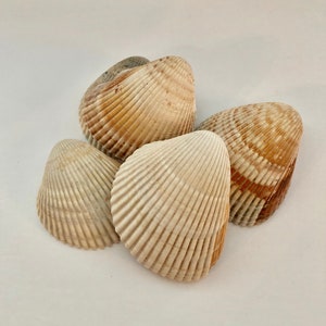 Giant Atlantic Heart Cockle Shells Dinocardium Robustum Cockles Ribbed ...